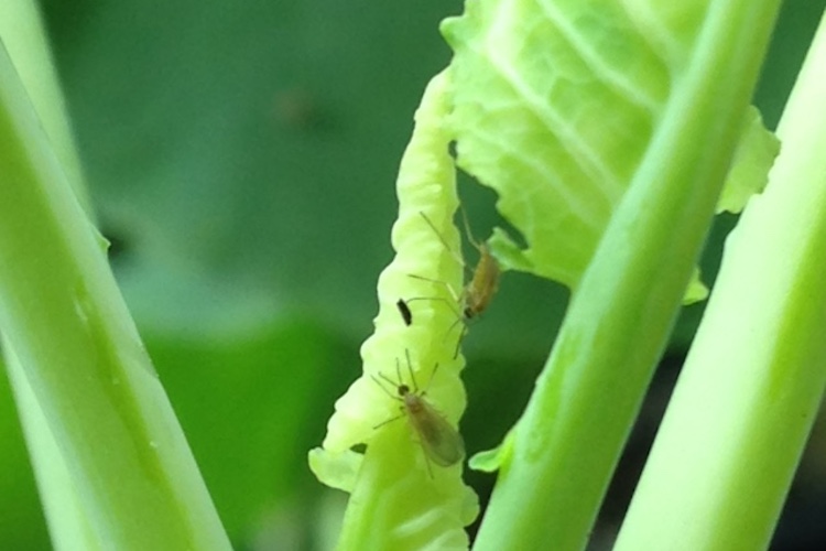 Swede Midge Survey The Grower